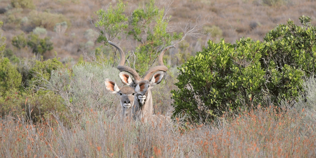 Goudkop | Farm and Bush Camp Resort