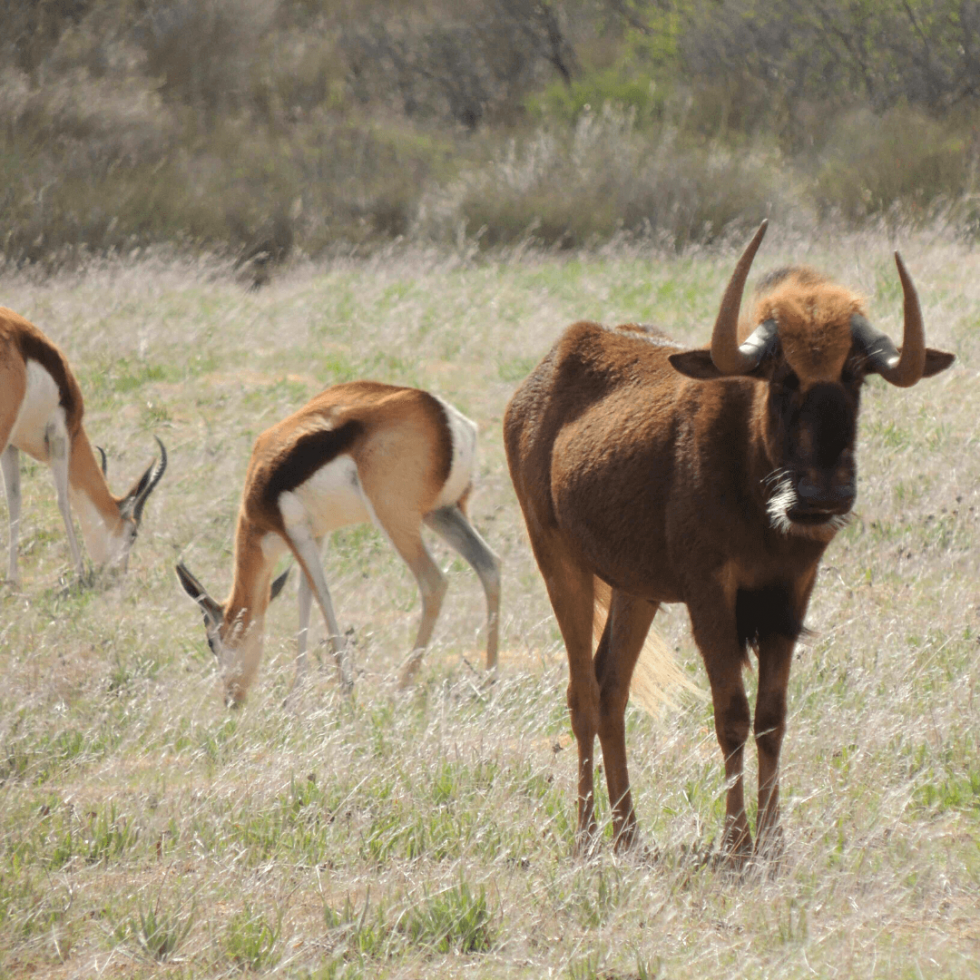 Goudkop | Farm and Bush Camp Resort