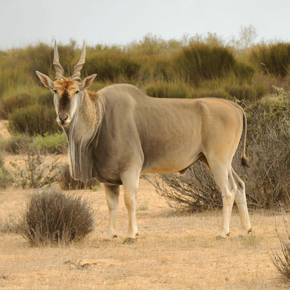 Goudkop | Farm and Bush Camp Resort