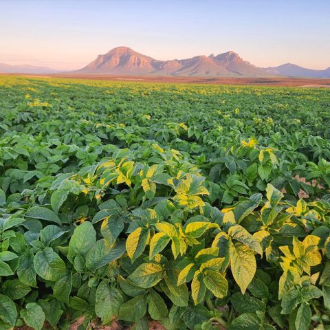 Goudkop | Farm and Bush Camp Resort